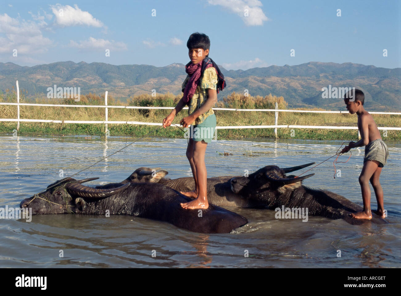Children riding water buffaloes, Inle Lake, Shan State, Myanmar (Burma ...