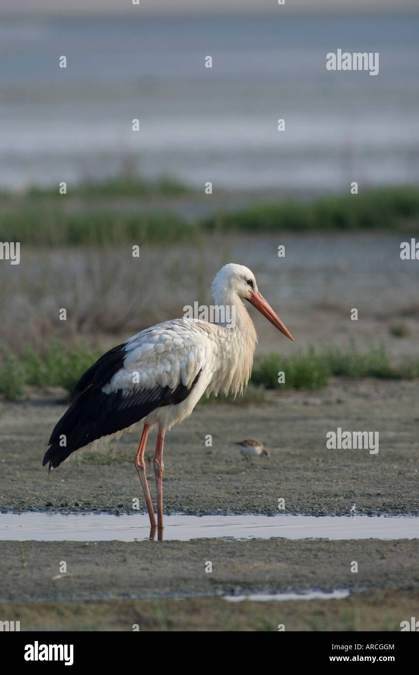 White stork browsing for food, Fuentedepiedra lagoon, Spain Stock Photo ...