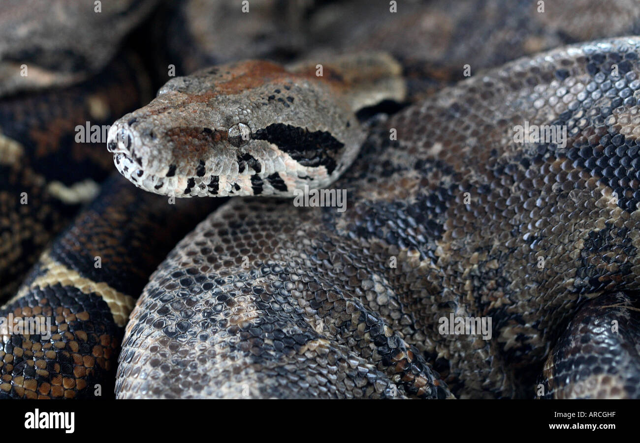 Boa Constrictor snake in conservation nature reserve in Costa Rica ...