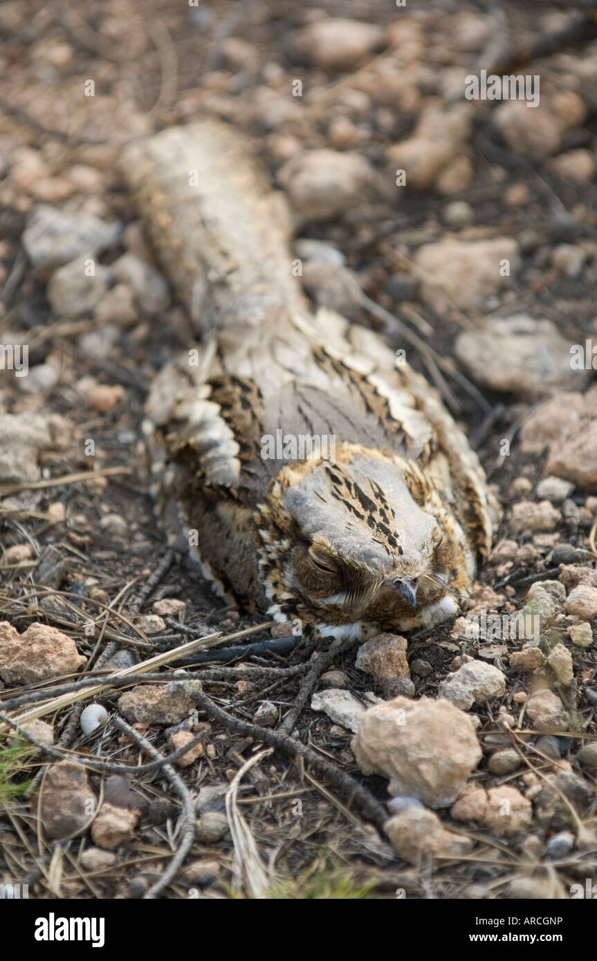 Adult female Red-Necked Nightjar incubating two eggs at nest Stock ...