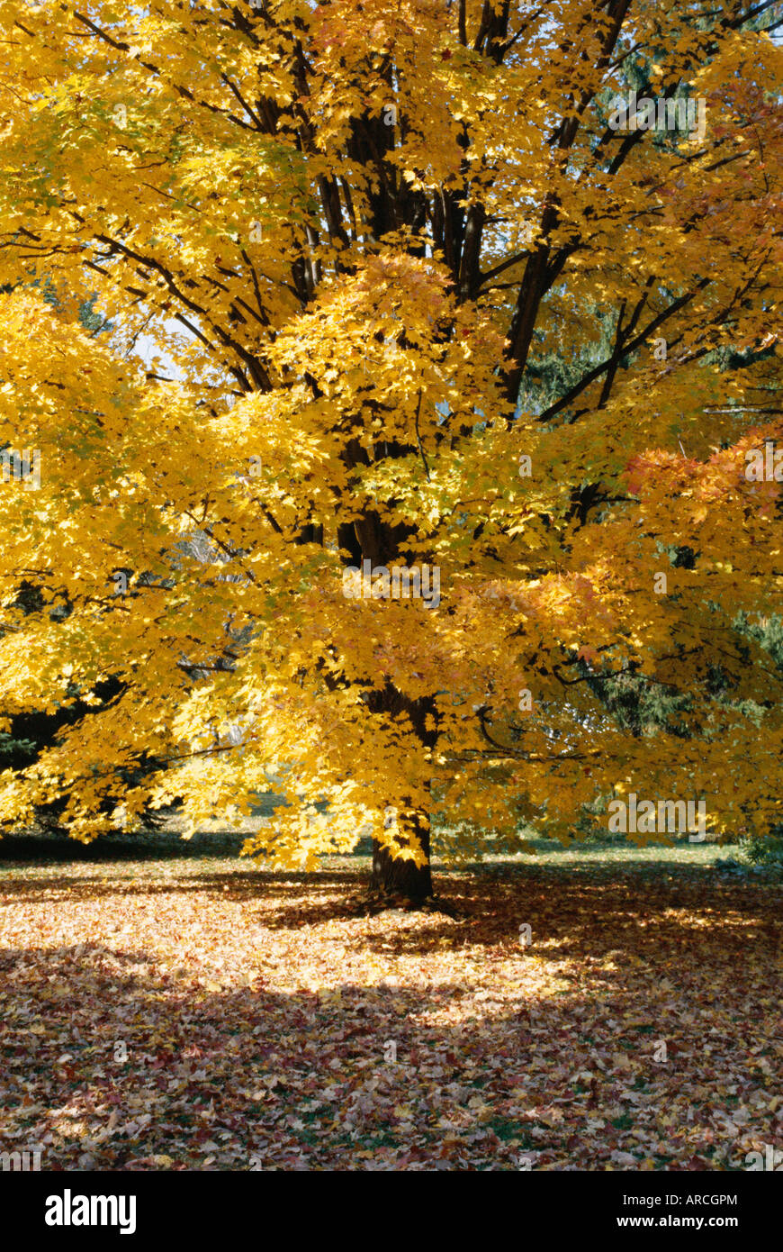 Gold fall colours hi-res stock photography and images - Alamy