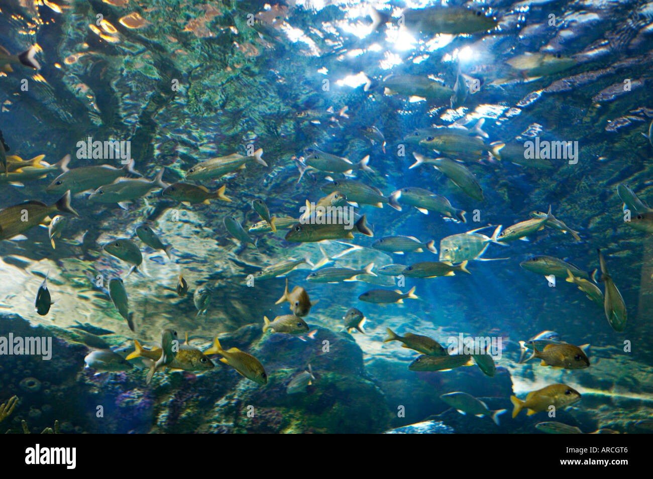 WISCONSIN Milwaukee Aquatarium exhibits at Discovery World museum at ...