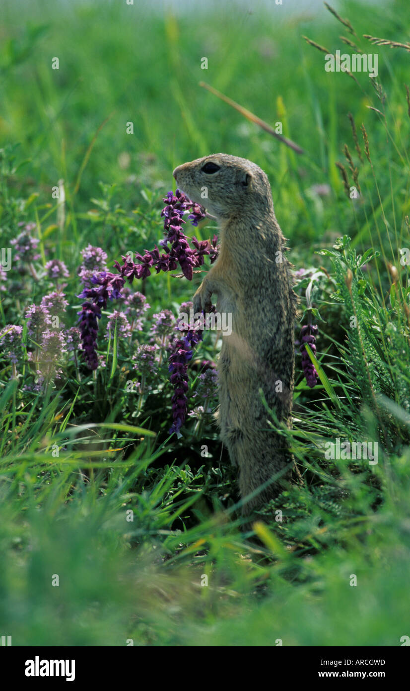 European Ziesel, Citellus citellus, Europe Stock Photo - Alamy