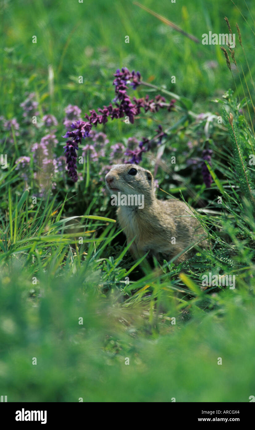European Ziesel, Citellus citellus, Europe Stock Photo - Alamy
