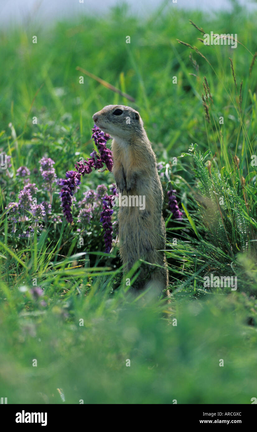 European Ziesel, Citellus citellus, Europe Stock Photo - Alamy