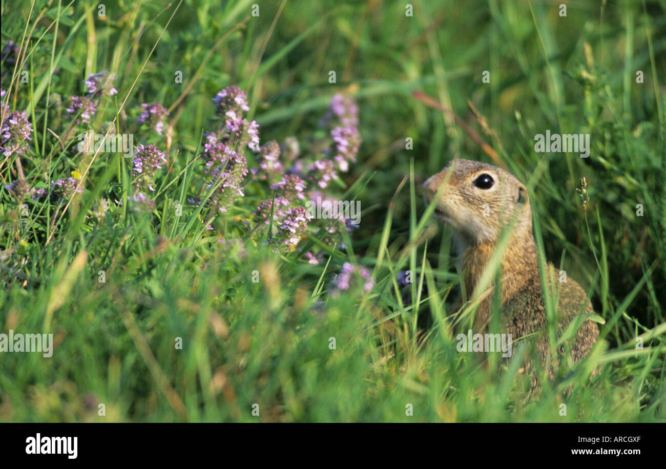 European Ziesel, Citellus citellus, Europe Stock Photo - Alamy