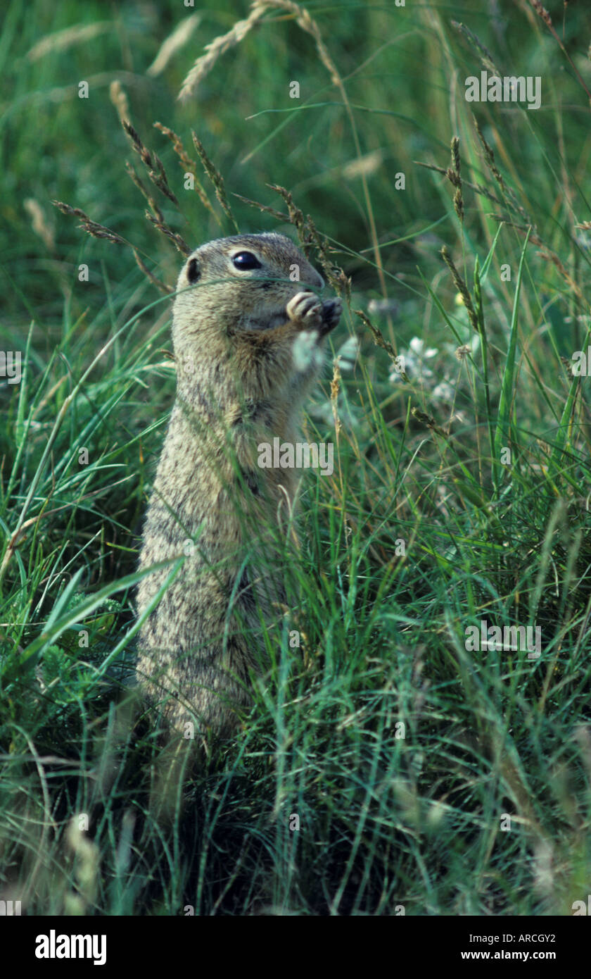 European Ziesel, Citellus citellus, Europe Stock Photo - Alamy
