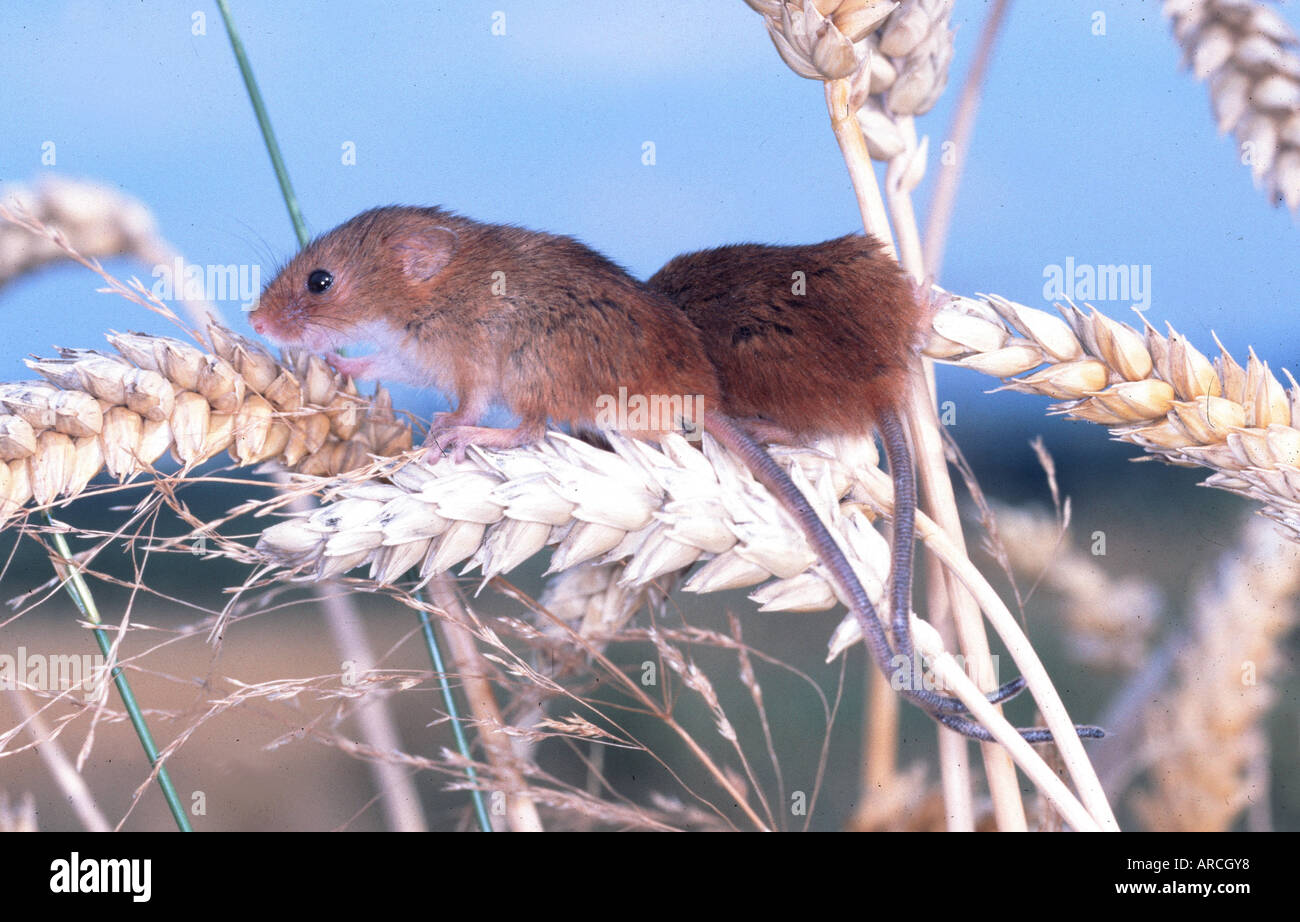 European Harvest Mouse, Zwergmaus, mycrotus minutus, Europe Stock Photo ...