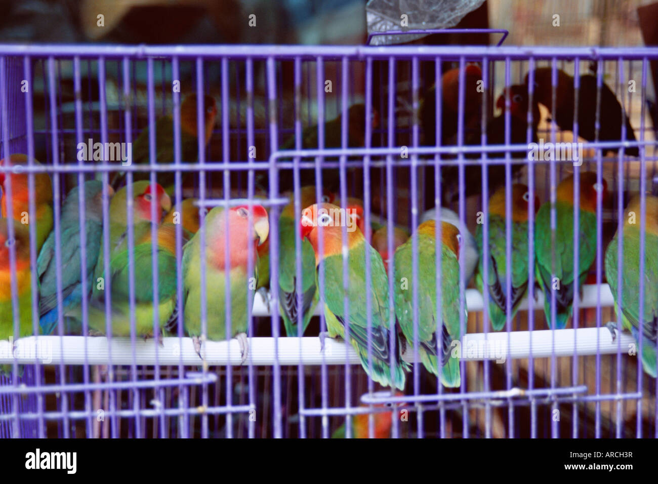 Caged birds, Yuen Po Street Bird Garden, Mong Kok, Kowloon, Hong Kong ...