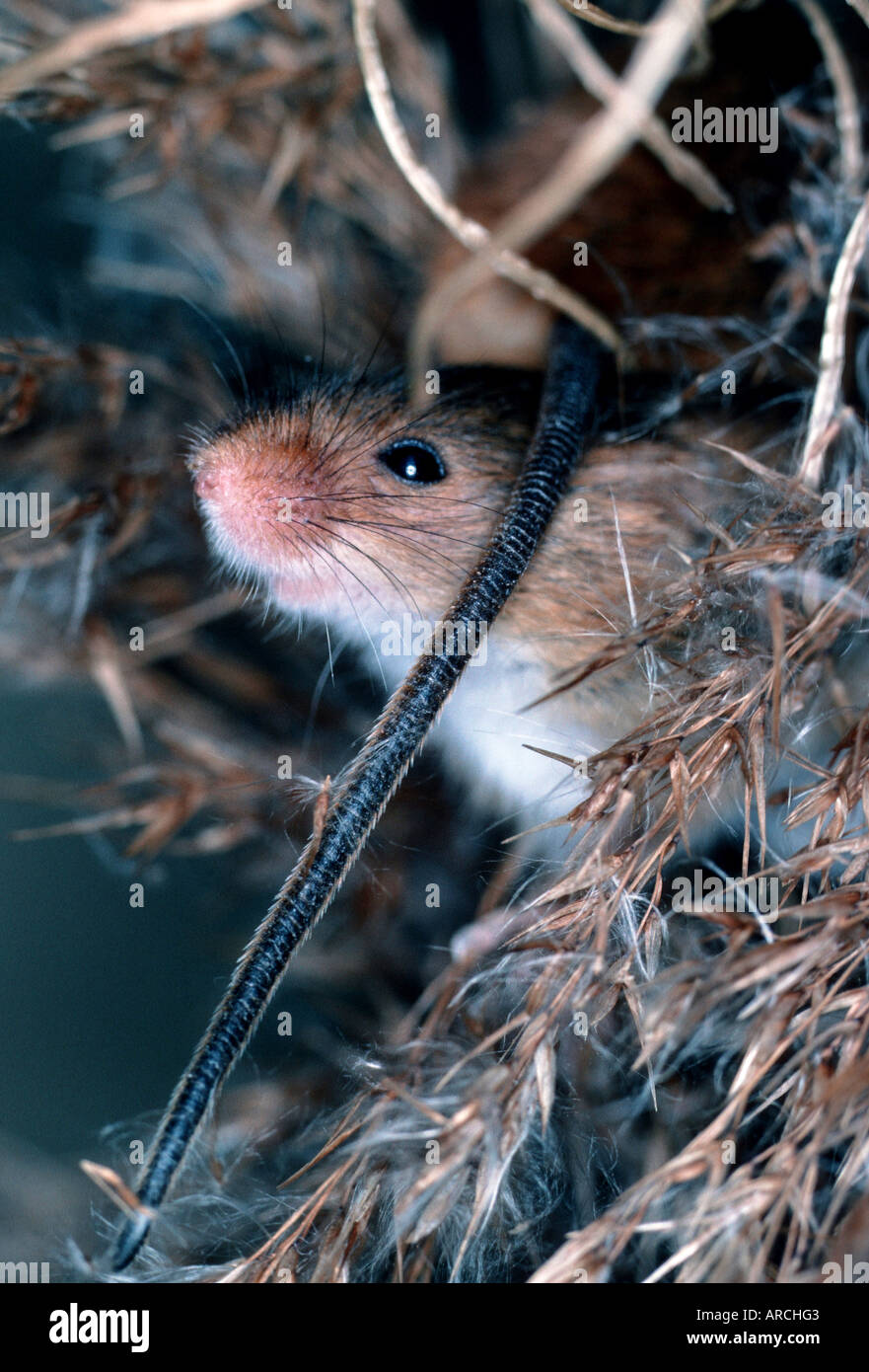 European Harvest Mouse, Zwergmaus, mycrotus minutus, Europe Stock Photo ...