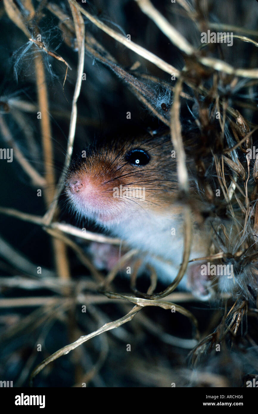 Old World Harvest Mouse High Resolution Stock Photography and Images ...