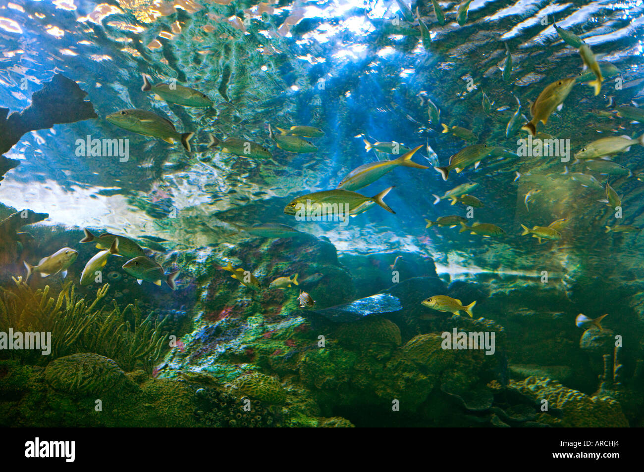 WISCONSIN Milwaukee Aquatarium exhibits at Discovery World museum at ...