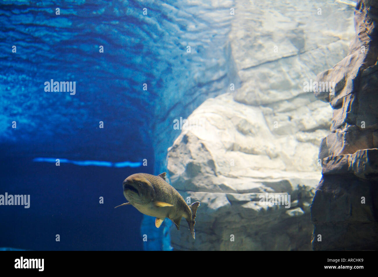WISCONSIN Milwaukee Fish swimming in aquatarium exhibit at Discovery ...