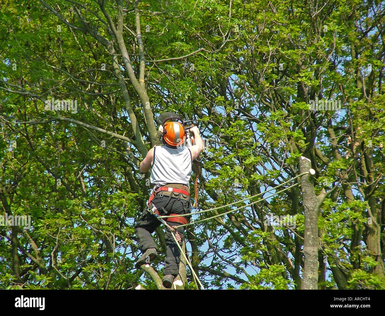Tree surgeon at work, reducing/removing very tall trees Stock Photo - Alamy