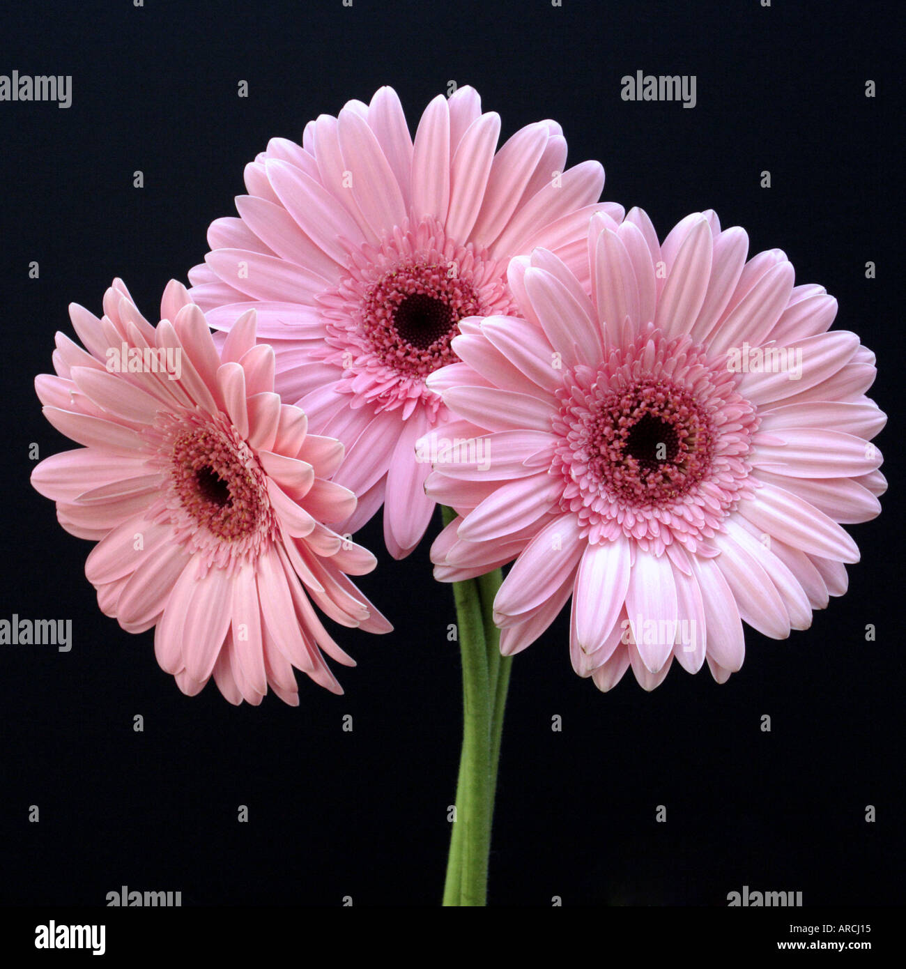 Blooms petals stems color colour hi-res stock photography and images ...