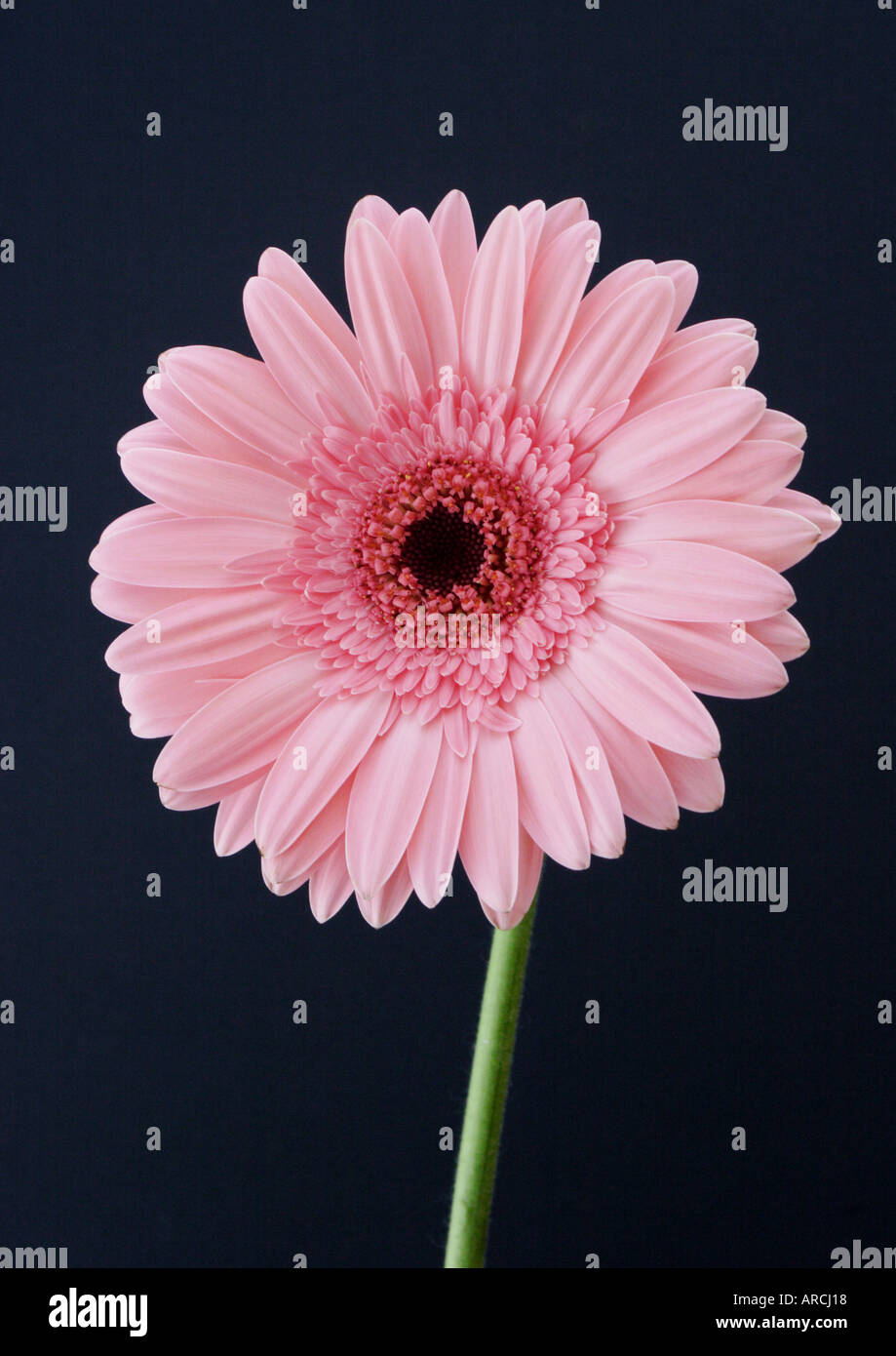 Single Gerbera head Stock Photo - Alamy