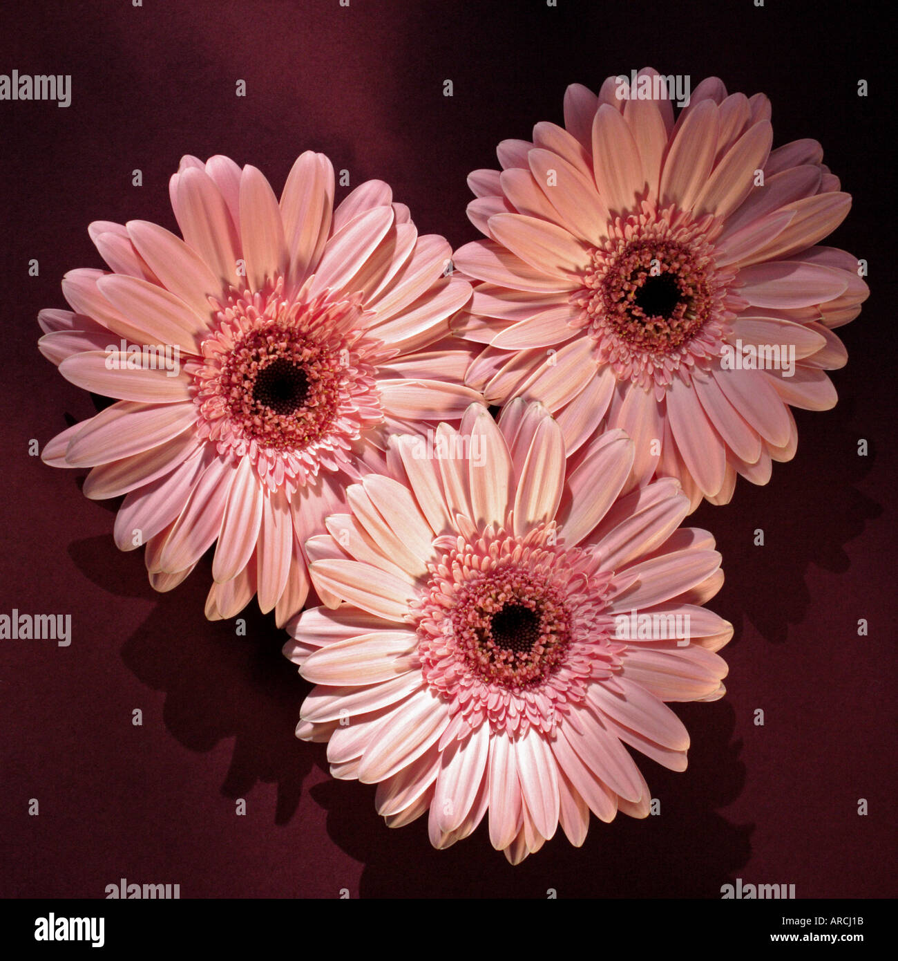Simple flower heads hi-res stock photography and images - Alamy