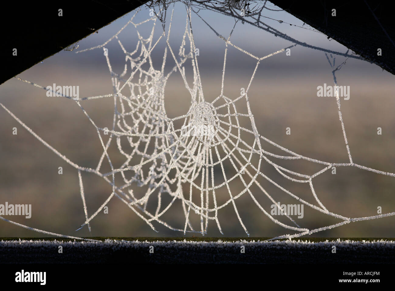 Spider Web Gate High Resolution Stock Photography and Images - Alamy