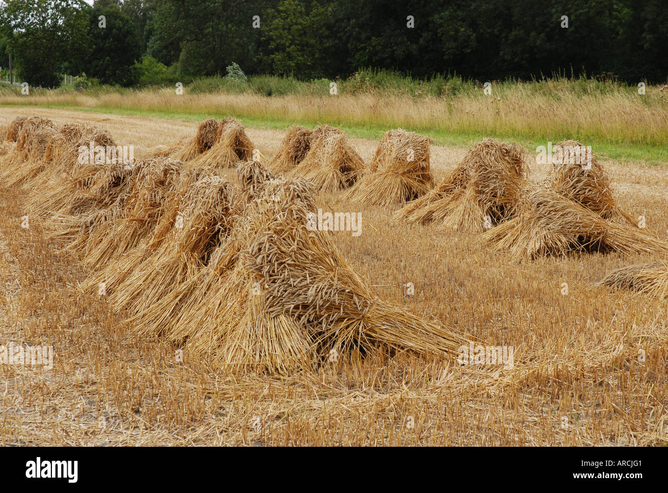 Traditional sheaves of straw in field after harvest, Wiltshire, England ...