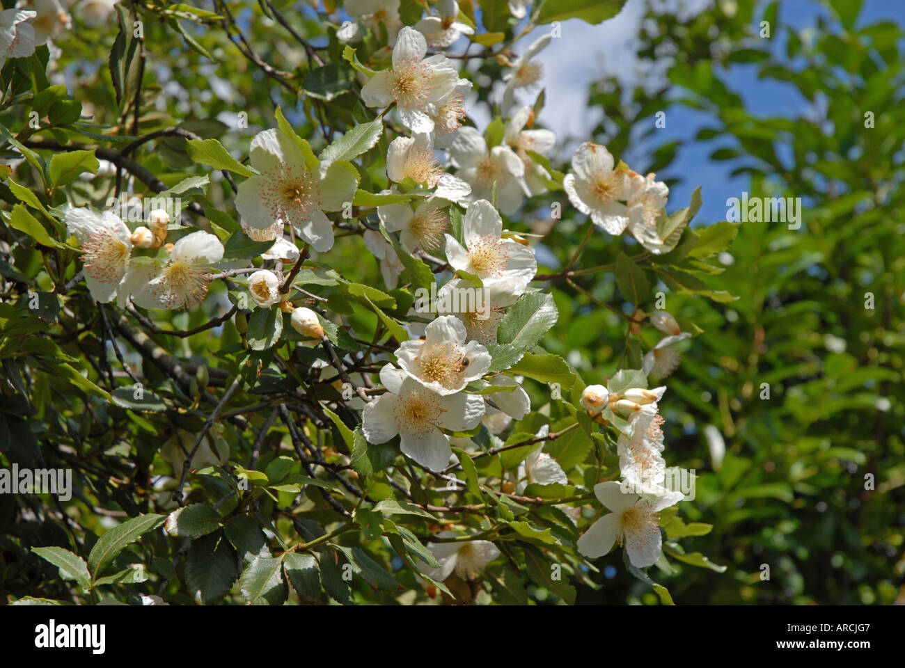 Showy cup shaped flower hi-res stock photography and images - Alamy