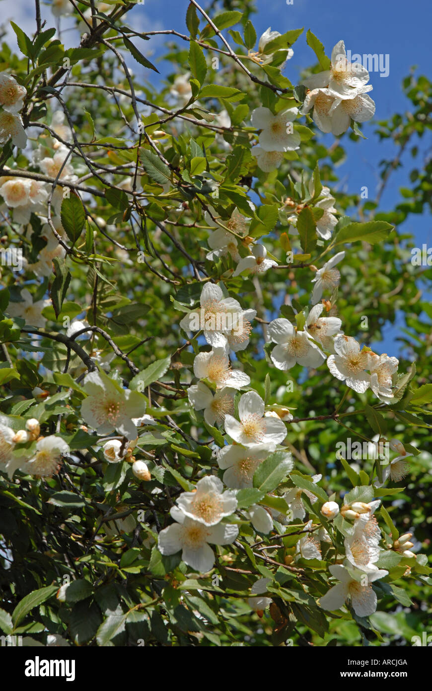 Eucryphia leaves hi-res stock photography and images - Alamy
