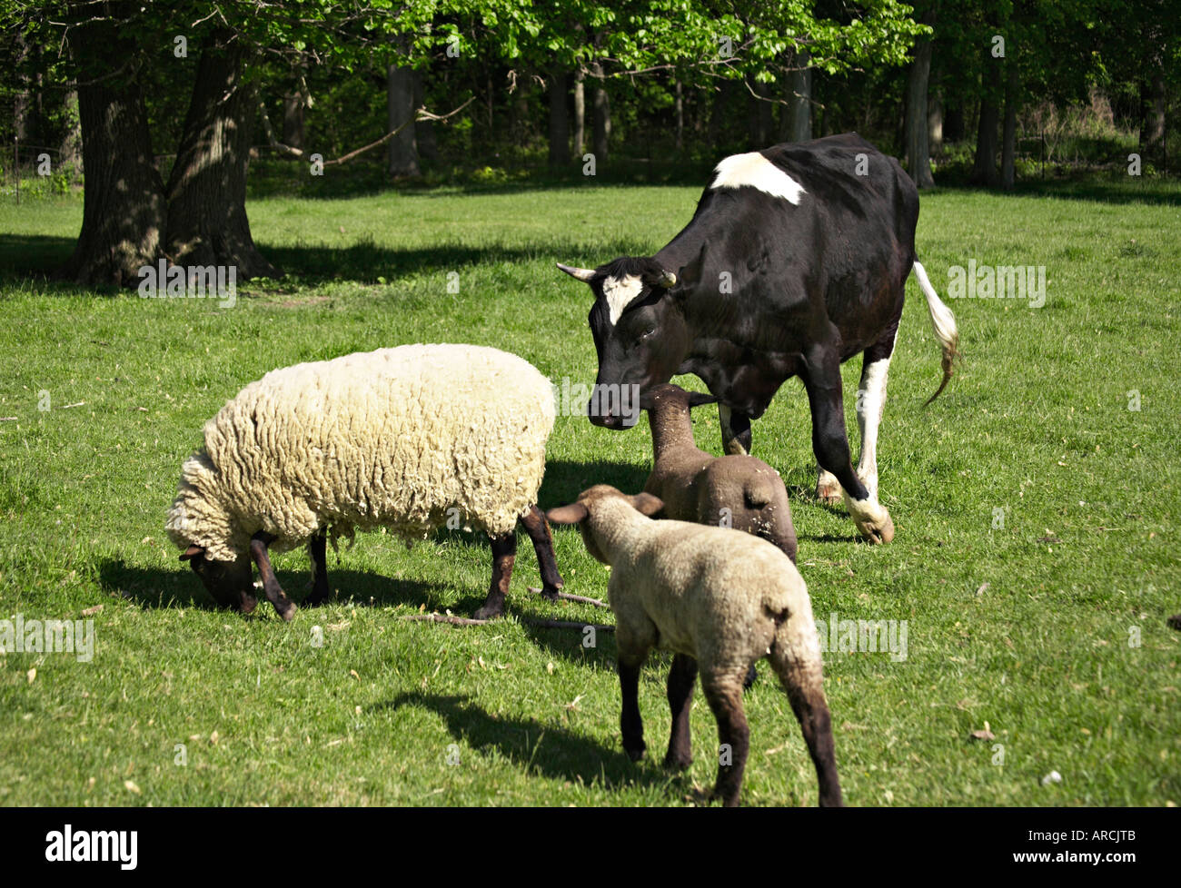LIVESTOCK Deerfield Illinois Sheep and cow in pasture at Ryerson Forest ...