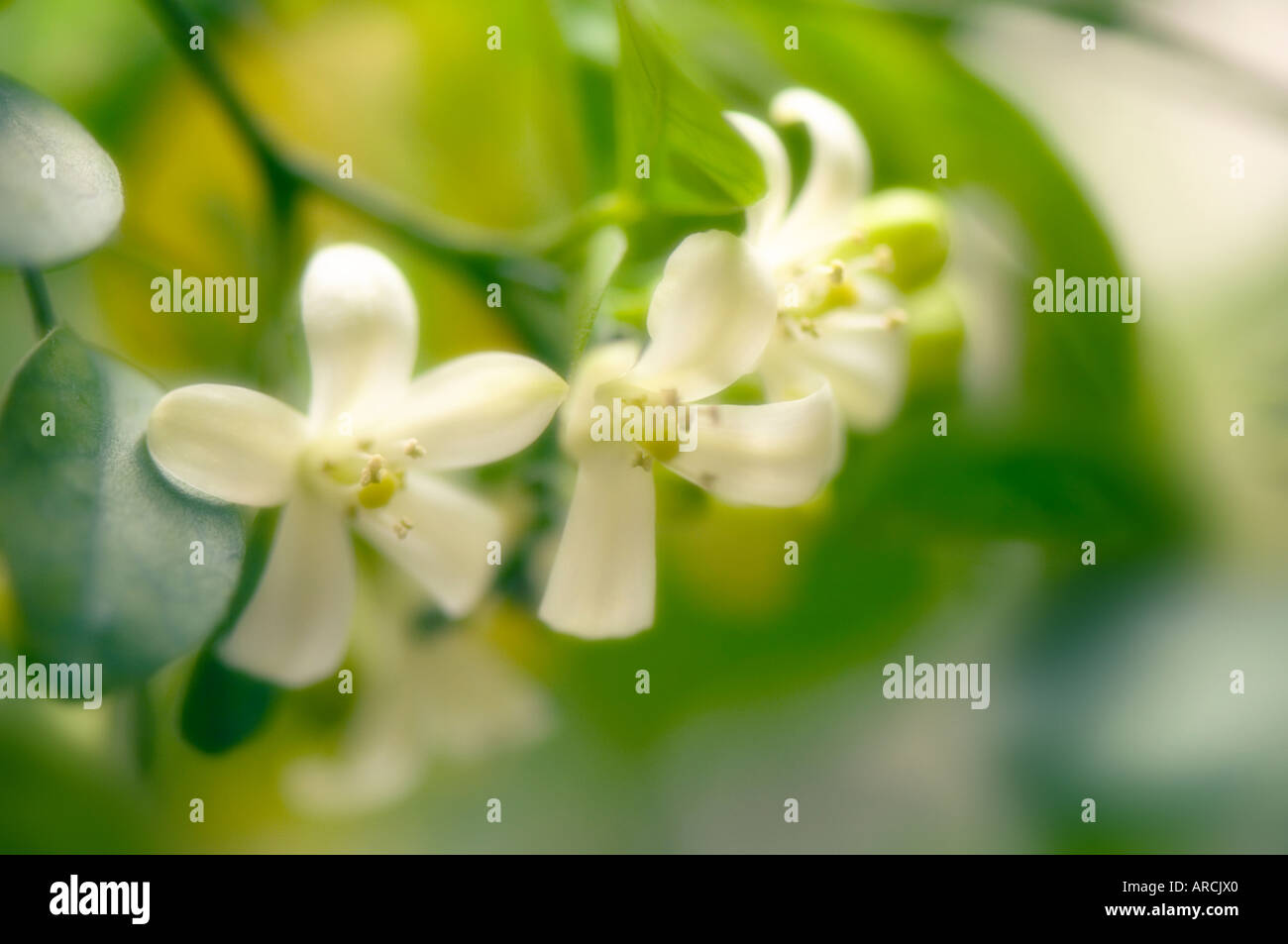 Murraya paniculata rutaceae hi-res stock photography and images - Alamy