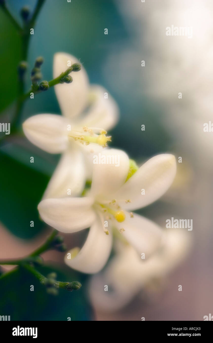 Murraya paniculata rutaceae hi-res stock photography and images - Alamy