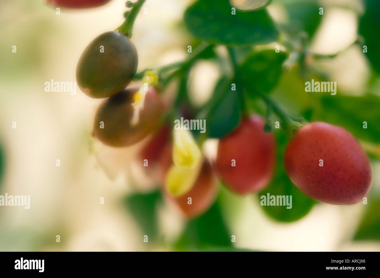 Murraya Paniculata Rutaceae High Resolution Stock Photography and ...