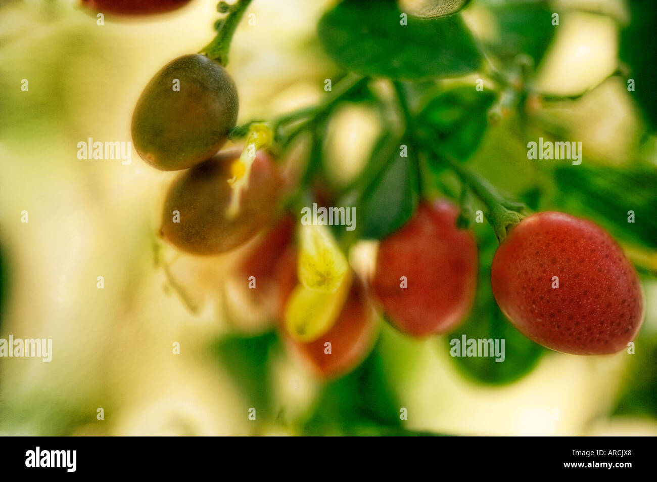 Murraya paniculata rutaceae hi-res stock photography and images - Alamy