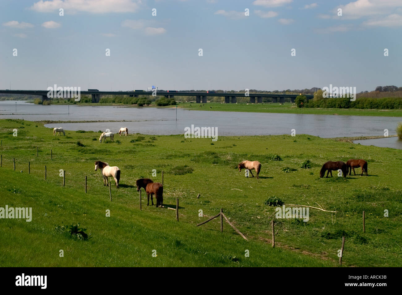 Netherlands Neder Rijn Rhine River Horse Horses Stock Photo - Alamy