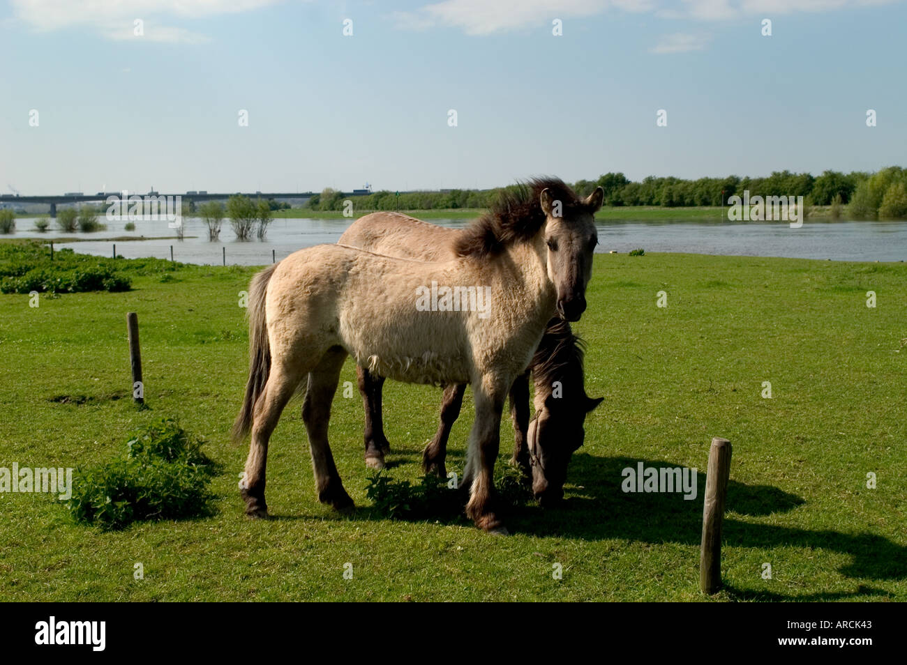 Neder rijn rhine river hi-res stock photography and images - Alamy
