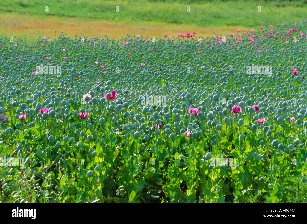Opium Poppies are a legal crop for production of Morphine, Sandinski ...