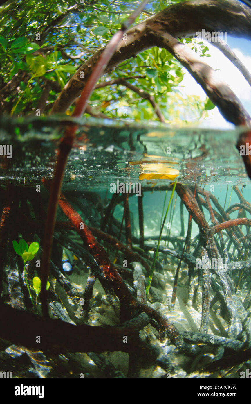 Tree roots underwater hi-res stock photography and images - Alamy