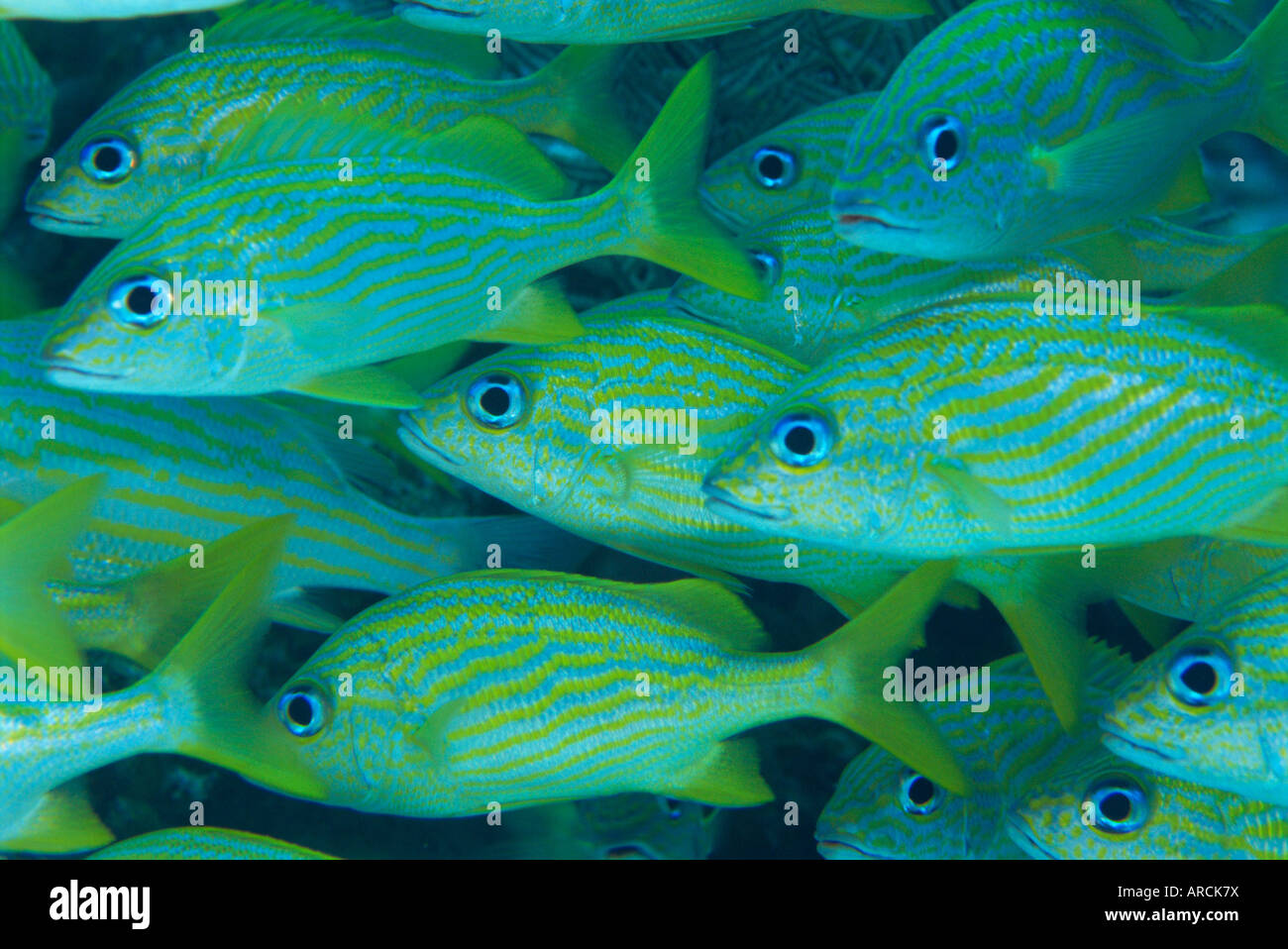 St kitts and nevis animals hi-res stock photography and images - Alamy