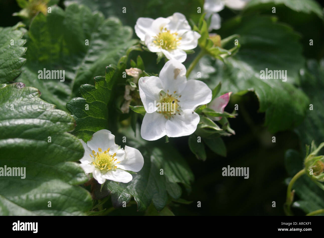 Elsanta hi-res stock photography and images - Alamy