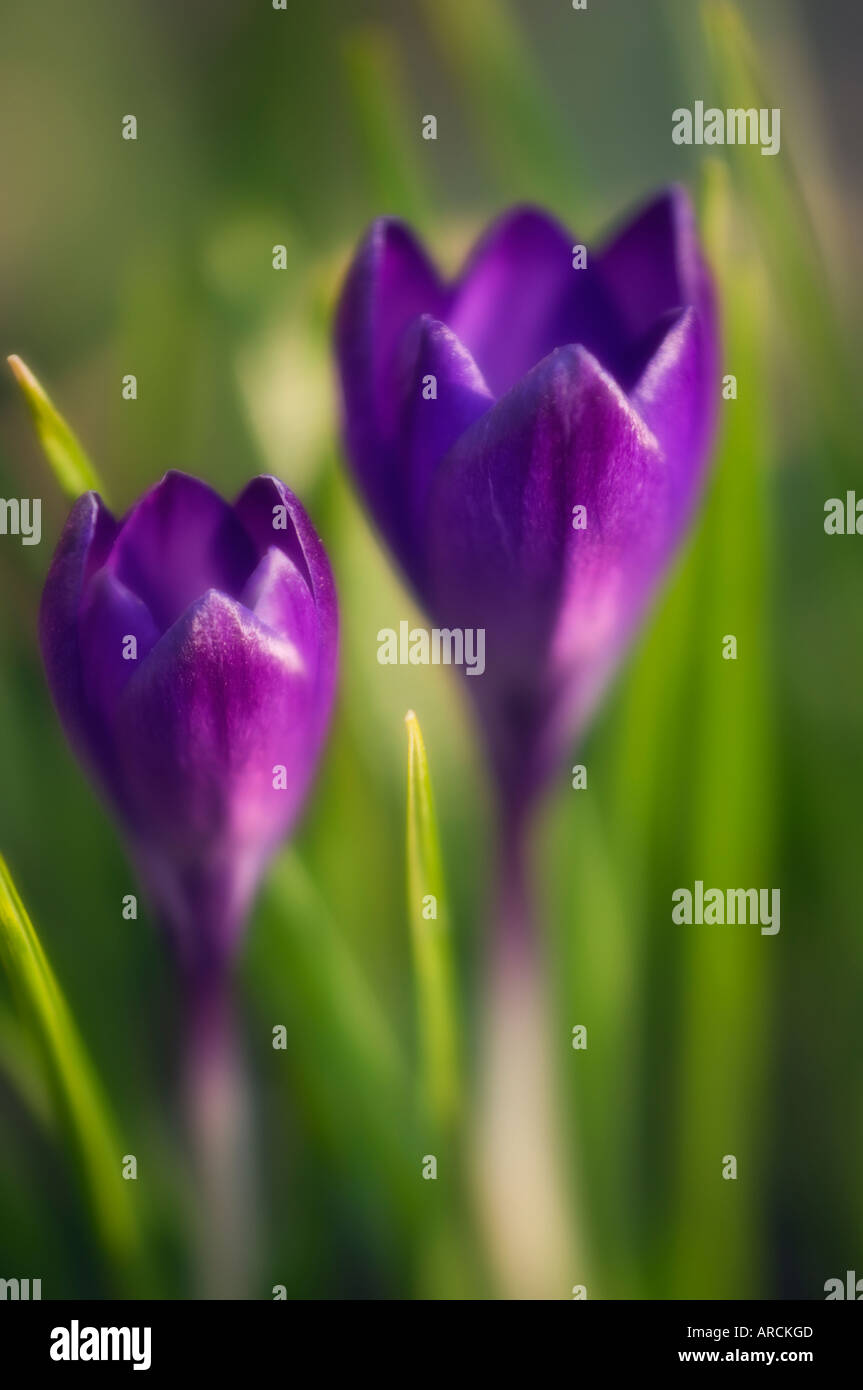 Cocus hi-res stock photography and images - Alamy