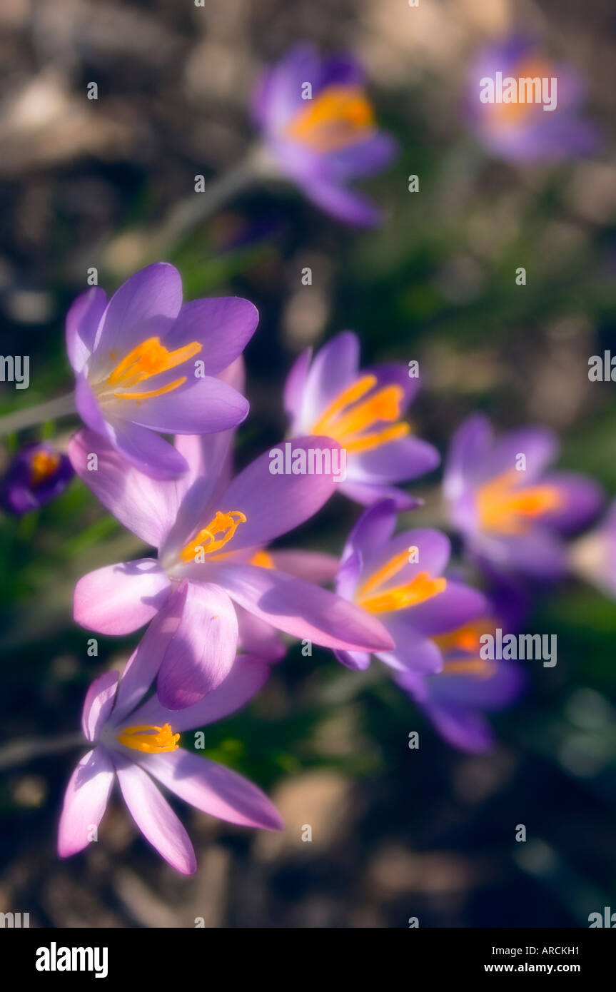 White crocus cluster group hi-res stock photography and images - Alamy