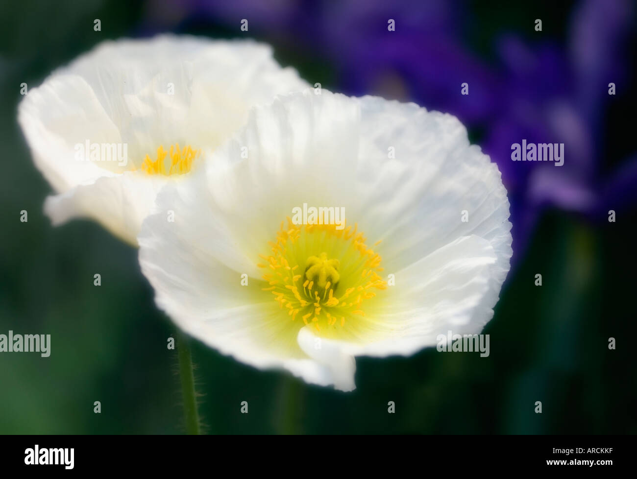 White Icelandic Poppies Stock Photo - Alamy