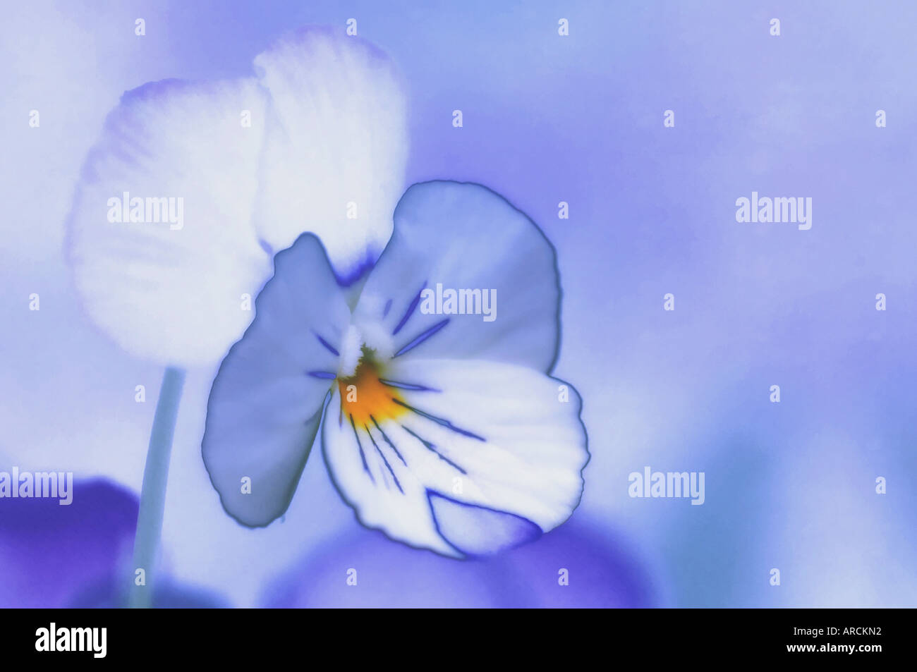 Blue White Pansy Stock Photo - Alamy