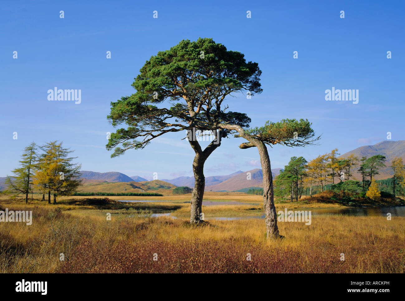 Scots Pine Trees, Loch Tulla, Strathclyde, Scotland, UK, Europe Stock ...