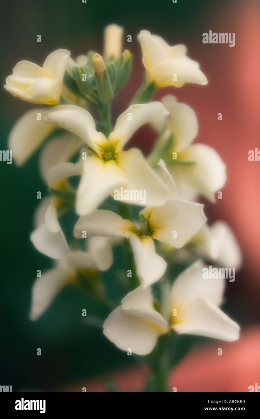 Garden stocks hi-res stock photography and images - Alamy