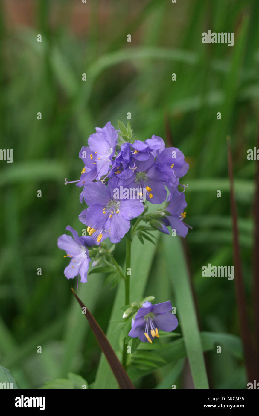 Jacob s ladder Polemonium caeruleum Upright perennial Pinnate leaves ...