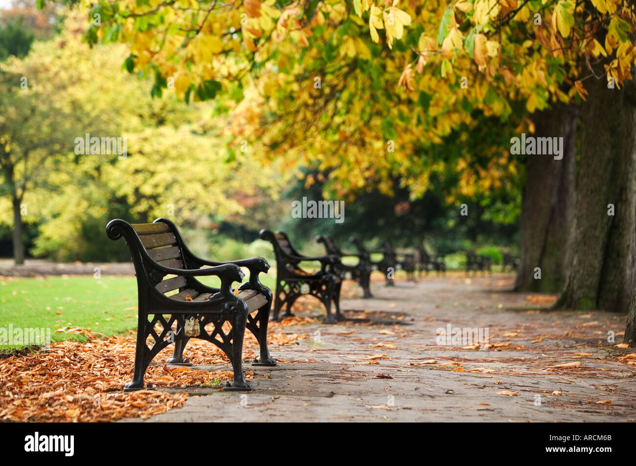 Wrought iron seats underneath chestnut trees in Autumn in Cannon Hill ...