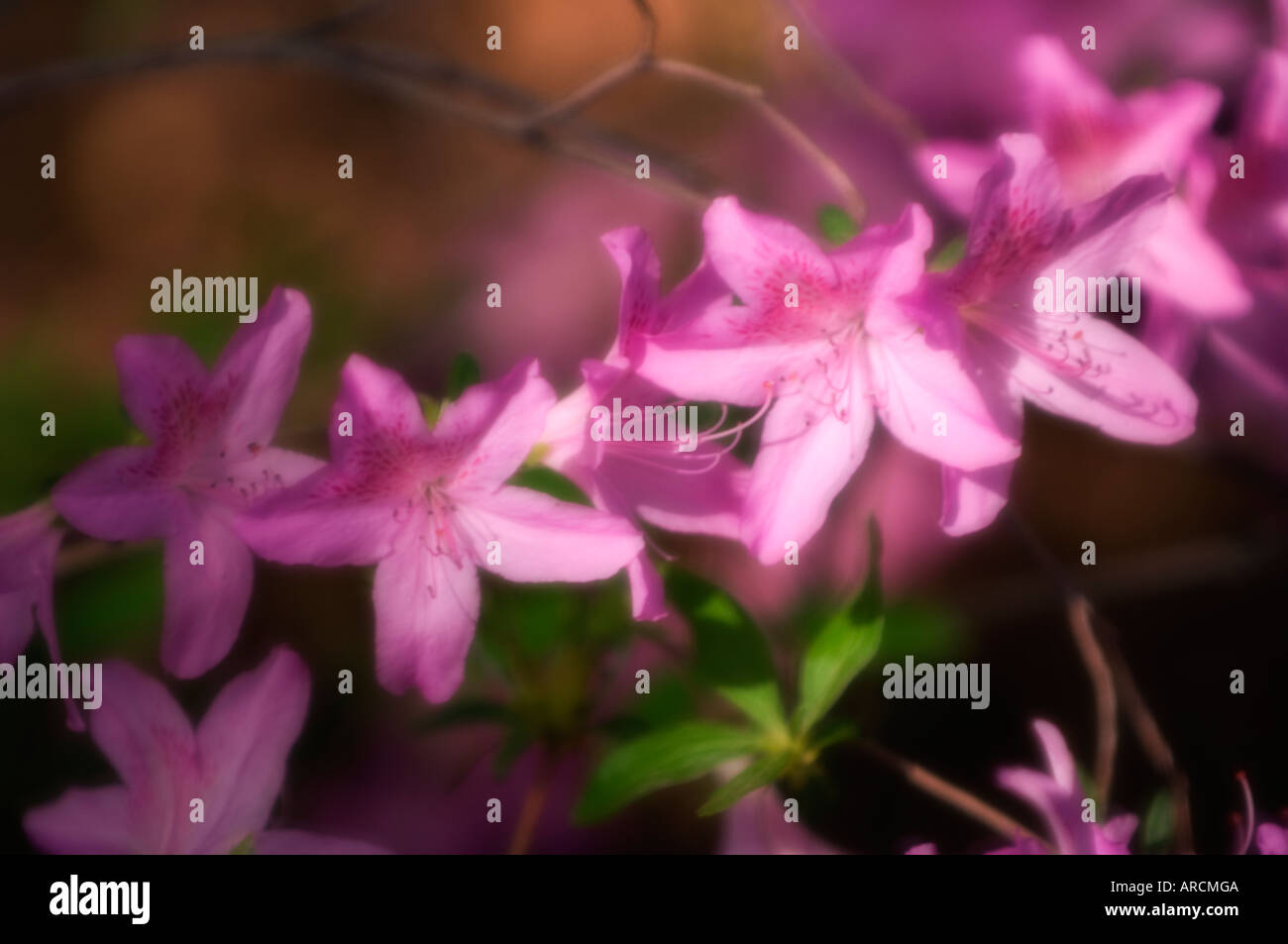 Pink Azalea flowers Stock Photo - Alamy