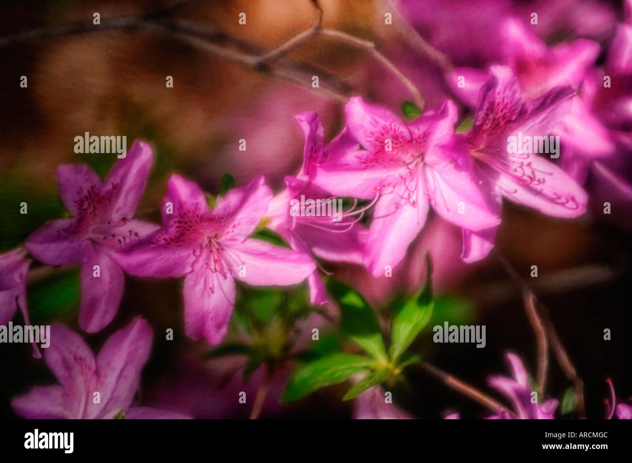 Row of azalea hi-res stock photography and images - Alamy