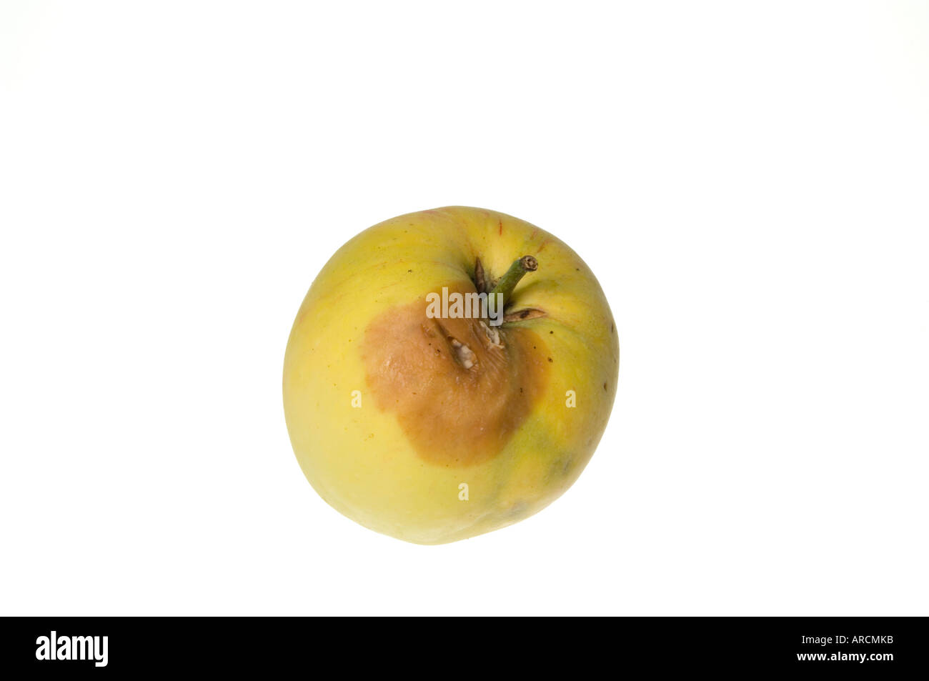 A goodly apple rotten at the core - an apple with damage caused by an ...