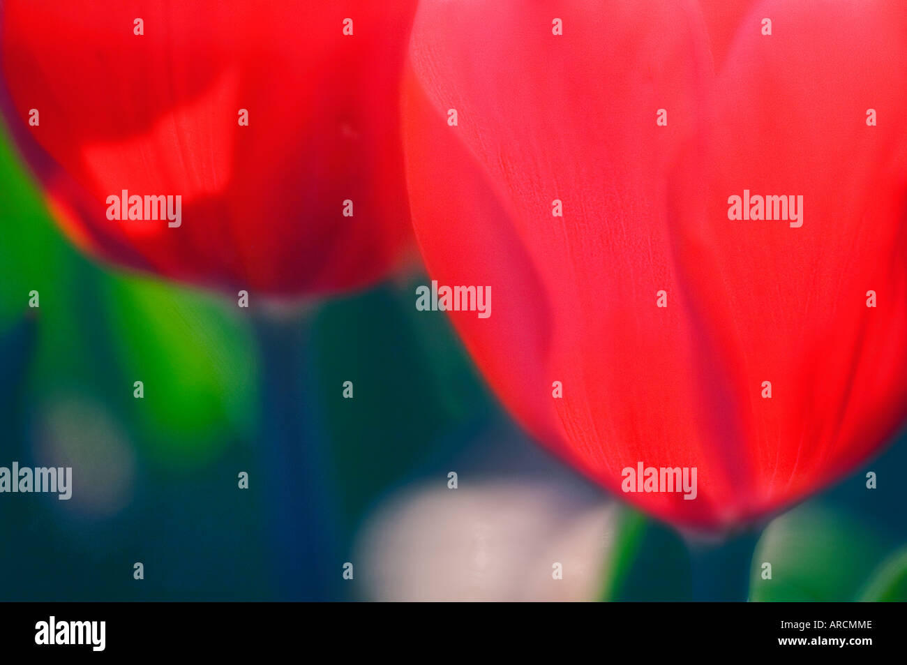 Red tulip duo Stock Photo - Alamy