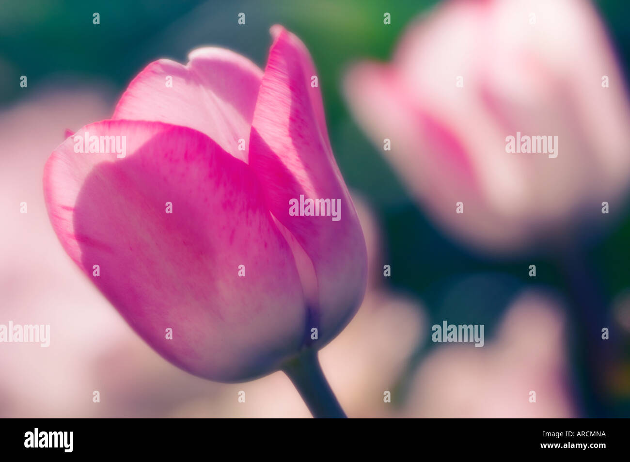 Tulips reproduction hi-res stock photography and images - Alamy