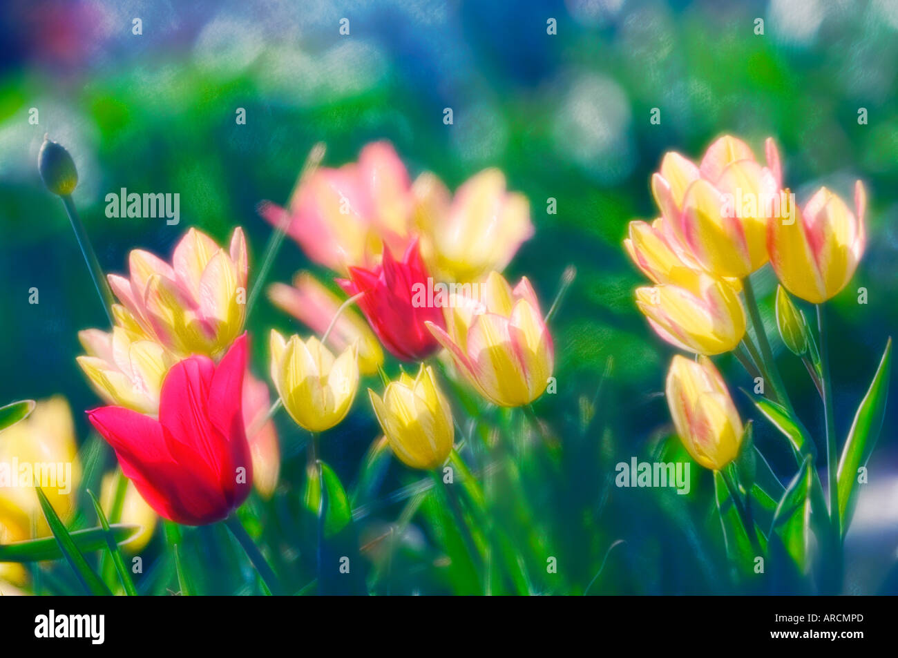 Hybrid of tulip tulipa sp hi-res stock photography and images - Alamy